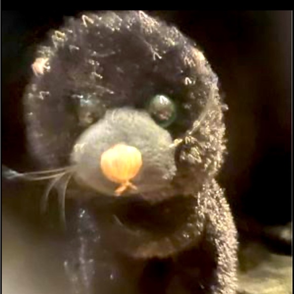 GANZ | Toys | Ganz Black Plush Cat | Poshmark